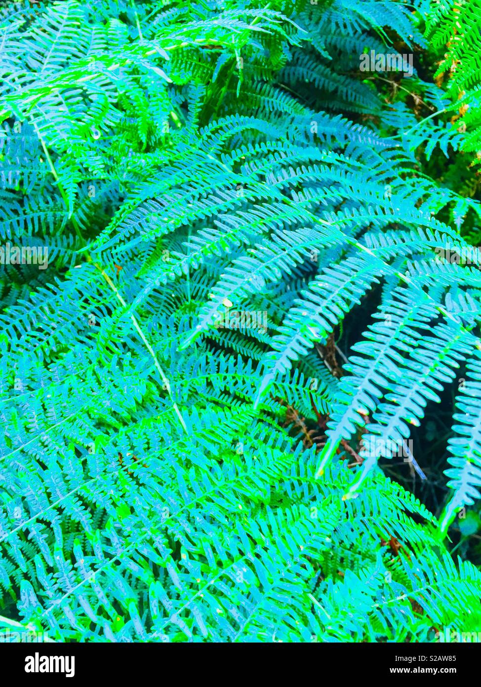 Vivid blue green fern leaves Stock Photo - Alamy