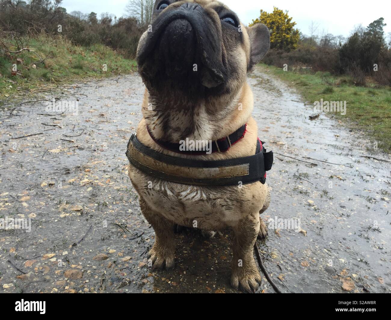 Happy muddy dog hi-res stock photography and images - Alamy