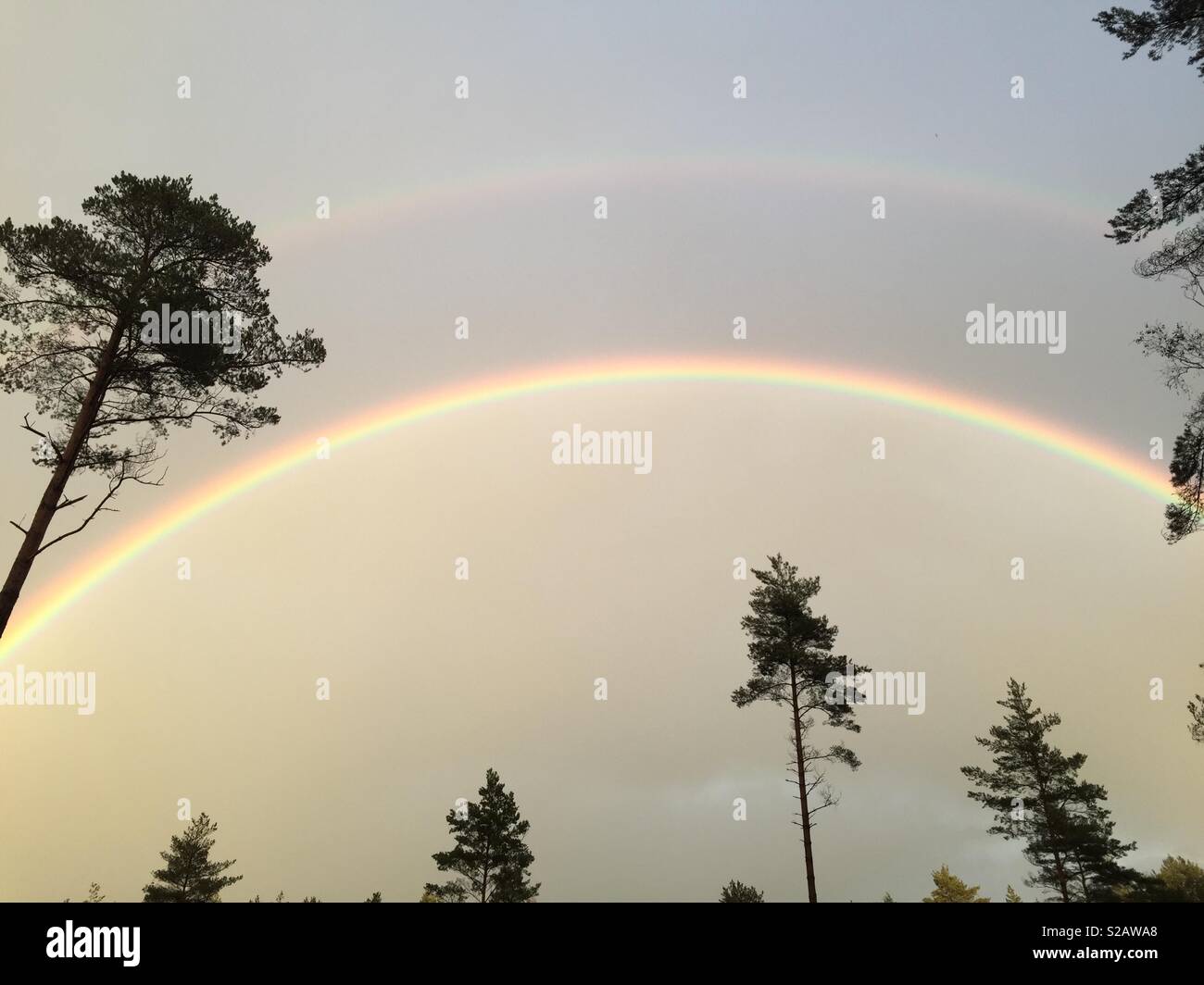 Rainbow forest hi-res stock photography and images - Alamy