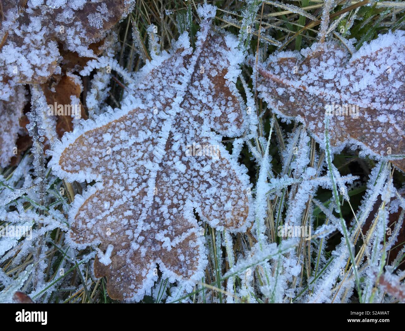 Frosted leaves hi-res stock photography and images - Alamy