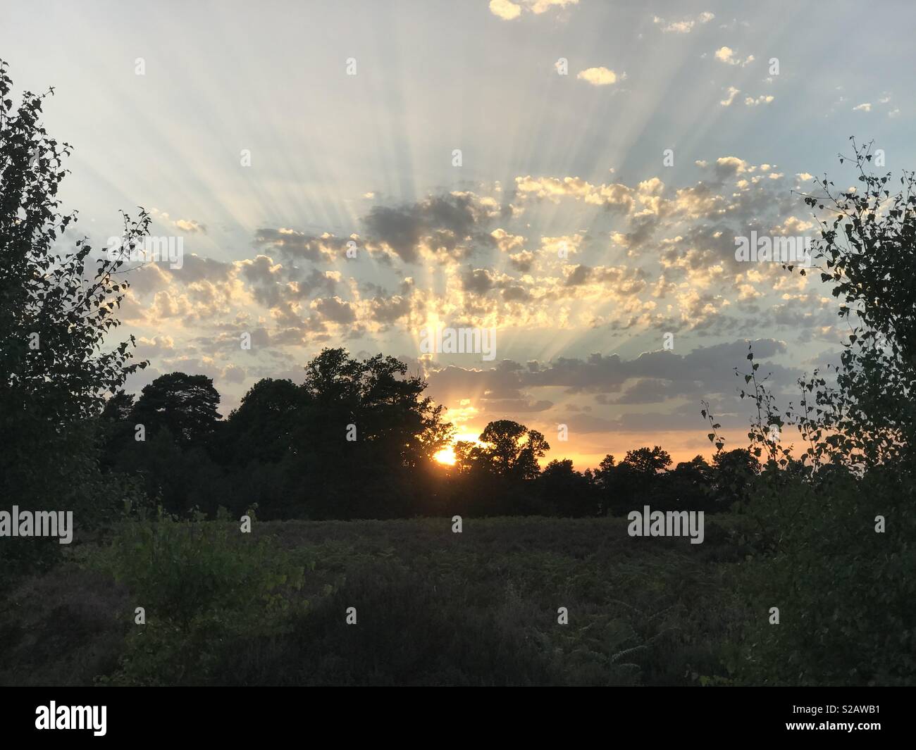 Forest and sunset hi-res stock photography and images - Alamy