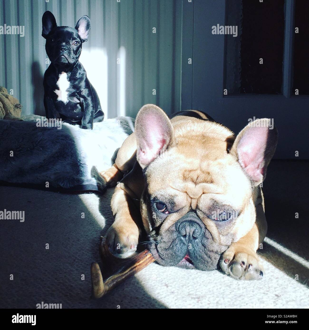 Cute frenchies hi-res stock photography and images - Alamy