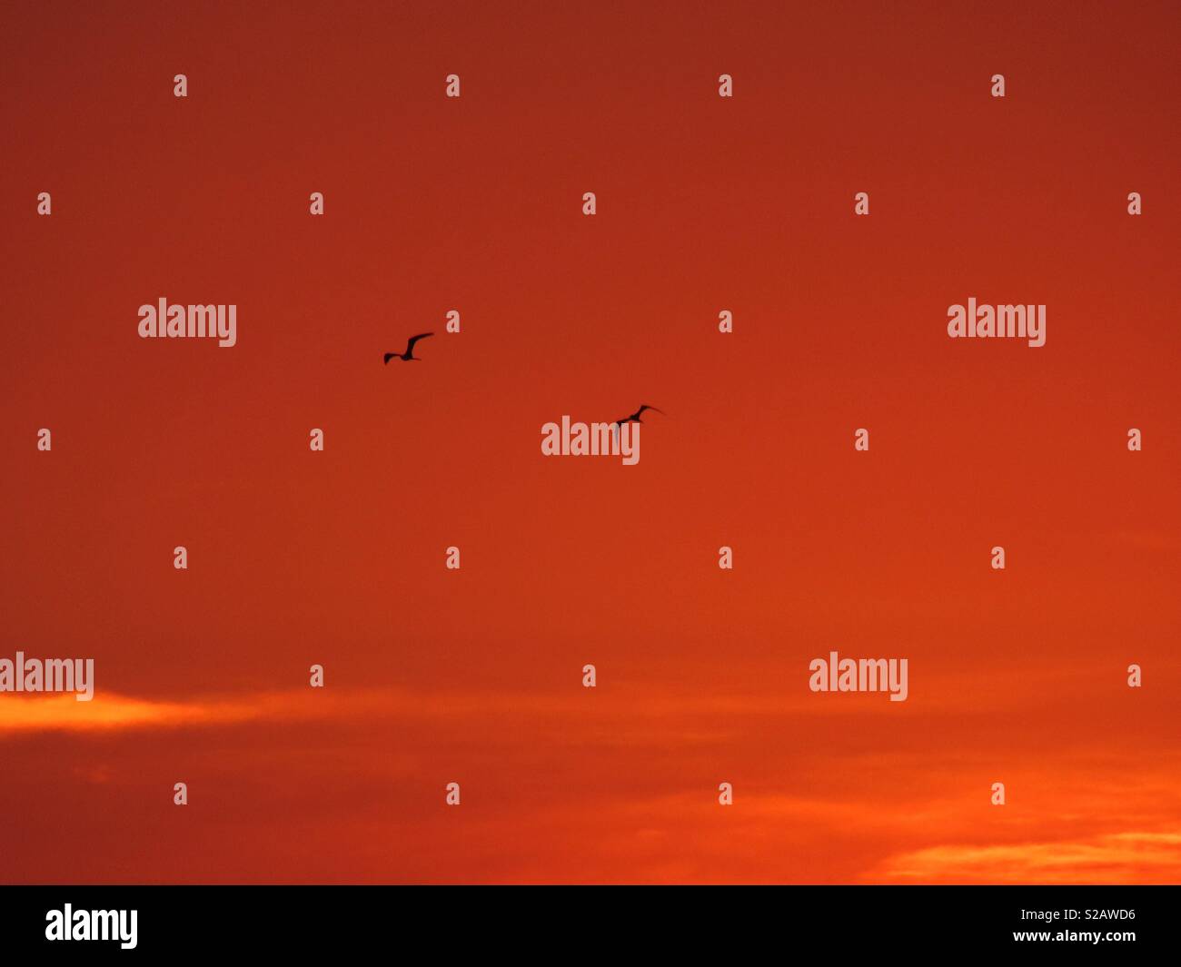 Infinite birds hi-res stock photography and images - Alamy