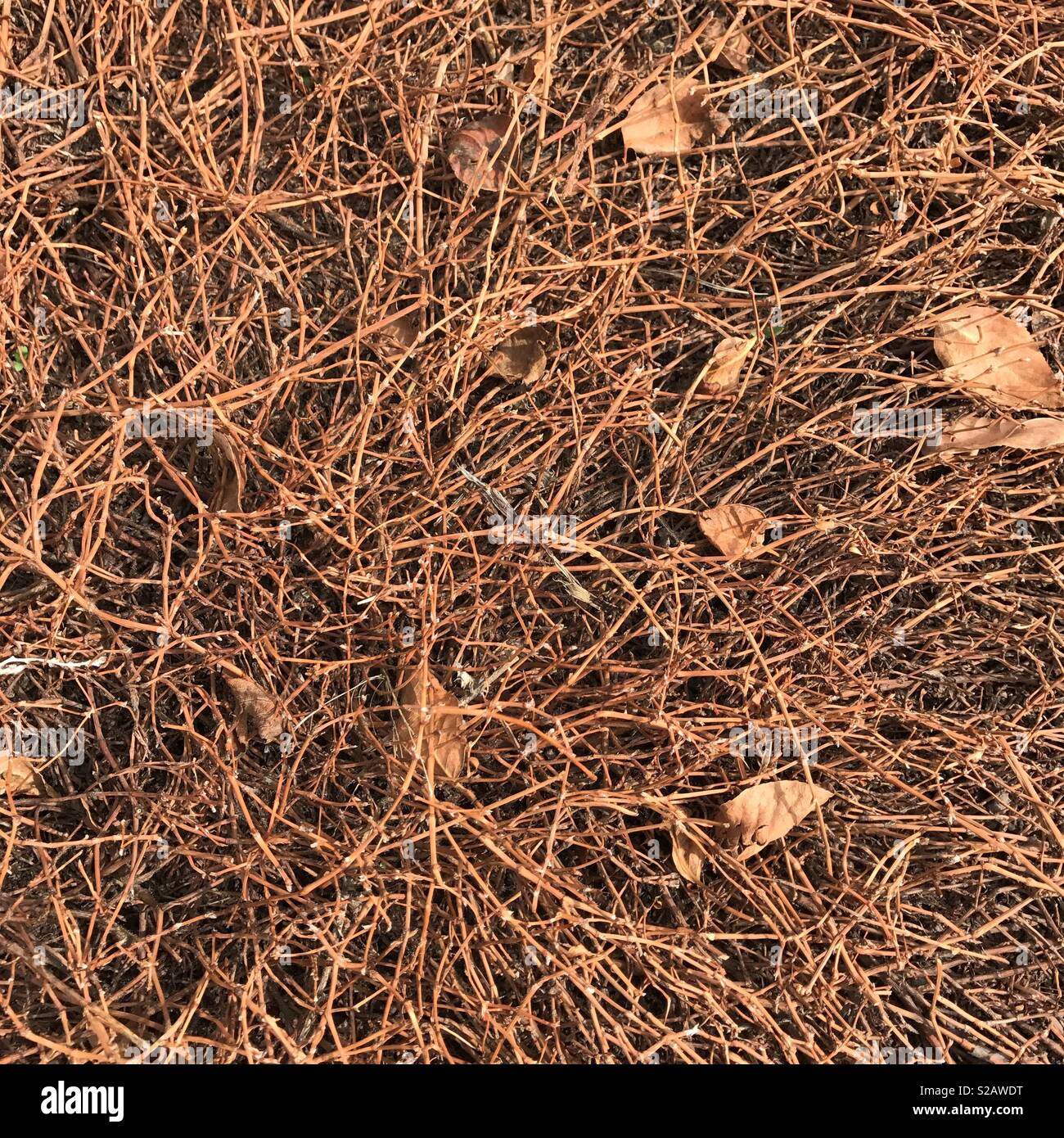 Brown weeds hi-res stock photography and images - Alamy