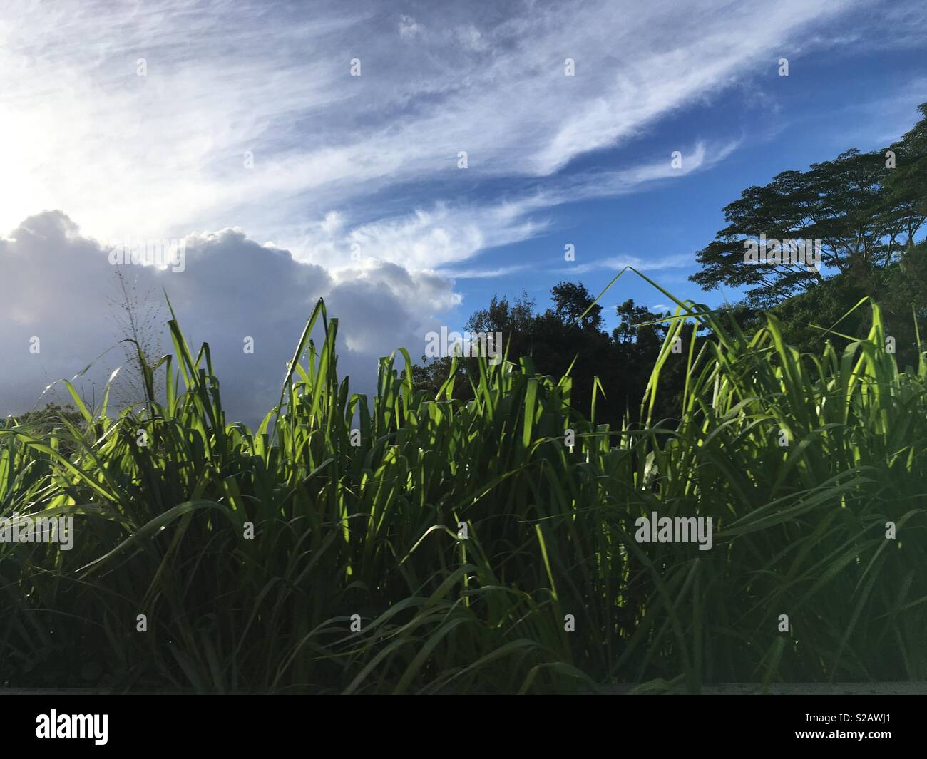 Sunny grass hi-res stock photography and images - Alamy