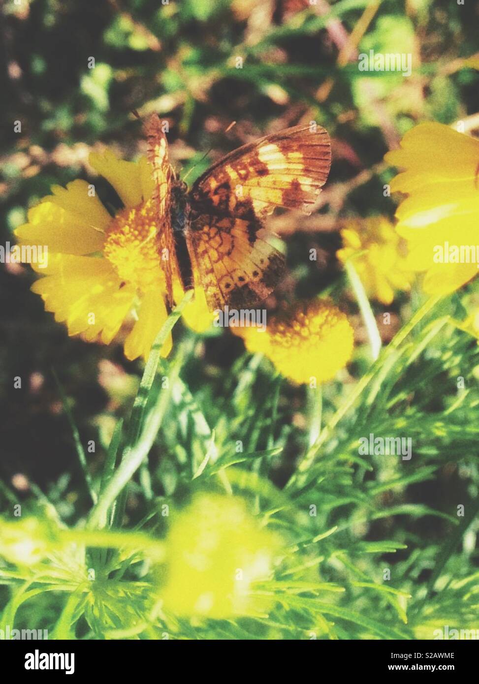 Cheery photo of yellow butterfly landing on wildflower, late summer ...