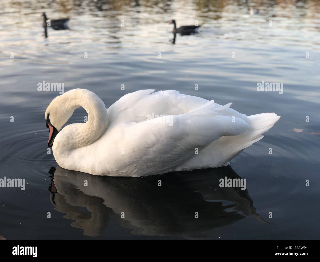 Beauty evening hi-res stock photography and images - Alamy