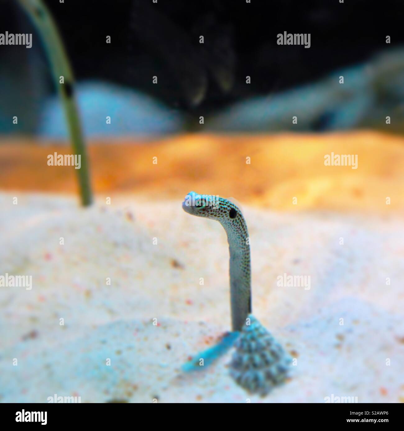 Slime eel hi-res stock photography and images - Alamy