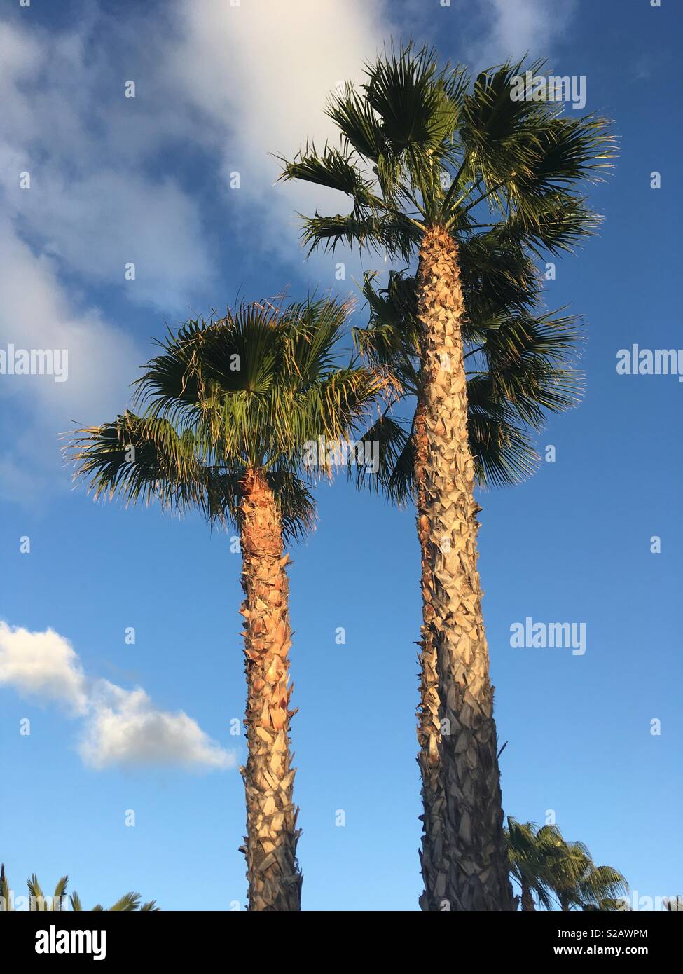 White palm tree hi-res stock photography and images - Alamy