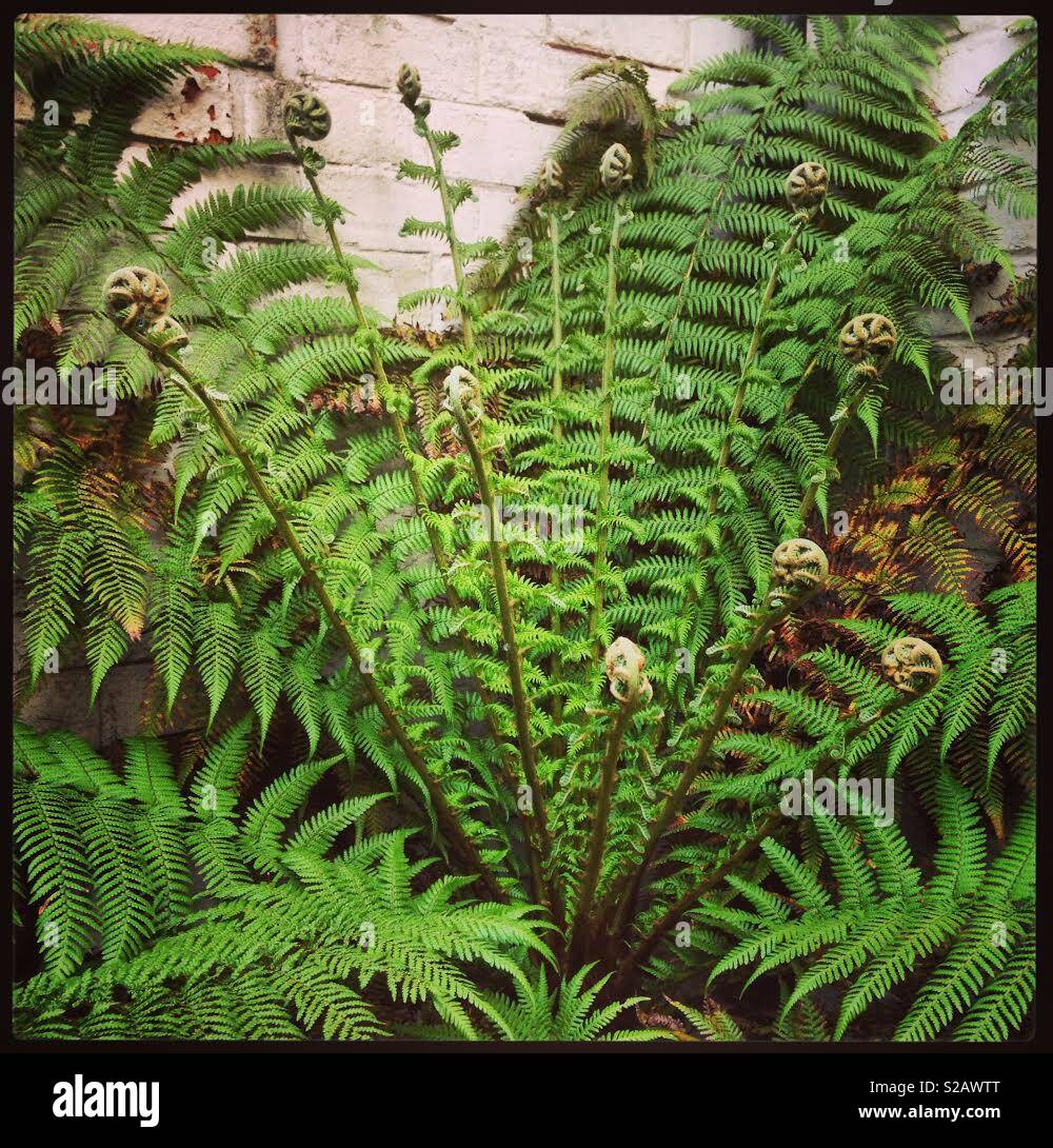 Unfurling ferns hi-res stock photography and images - Alamy