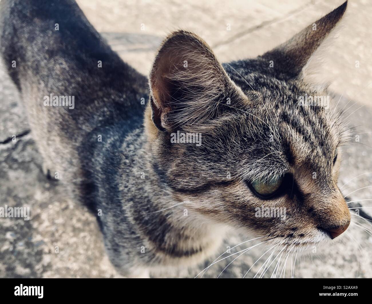 Cat close up Stock Photo - Alamy
