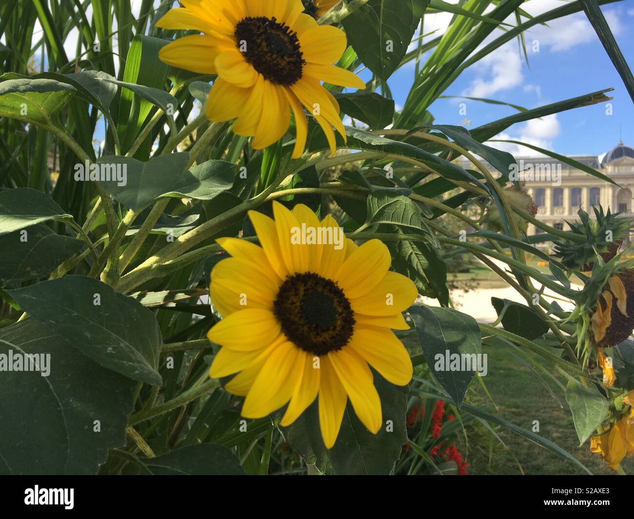 Su flower d’un Stock Photo - Alamy