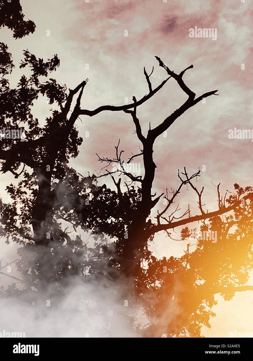 Dead spooky trees hi-res stock photography and images - Alamy