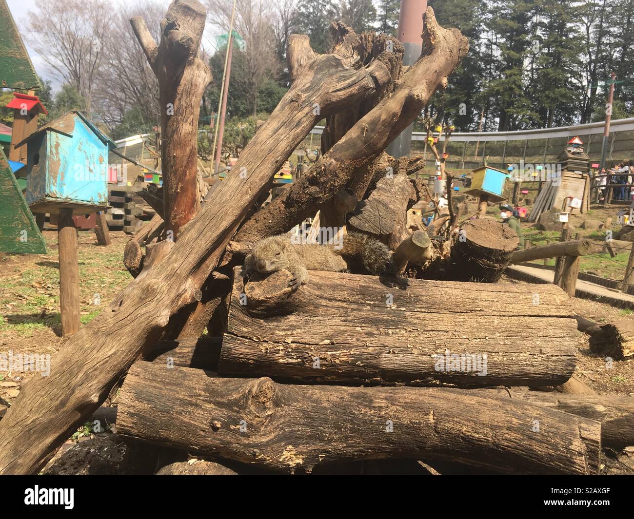 Sleeping squirrel over a pile of logs Stock Photo - Alamy