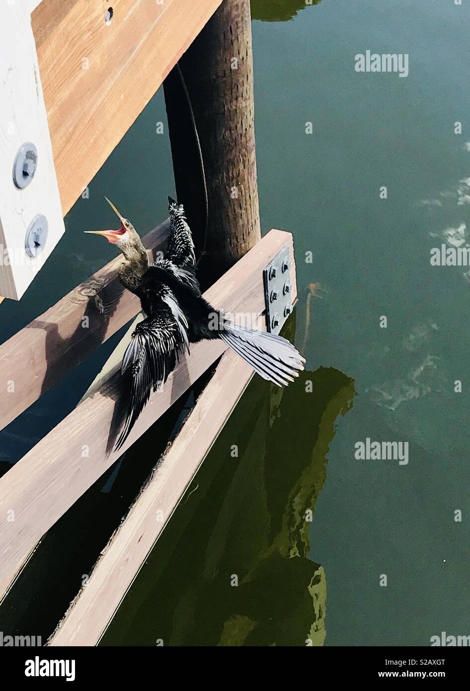 Open wingspan hi-res stock photography and images - Alamy