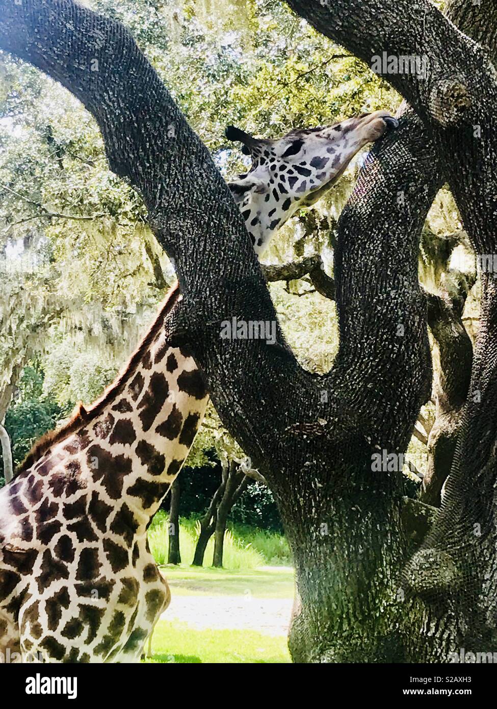 Giraffe up close Stock Photo - Alamy