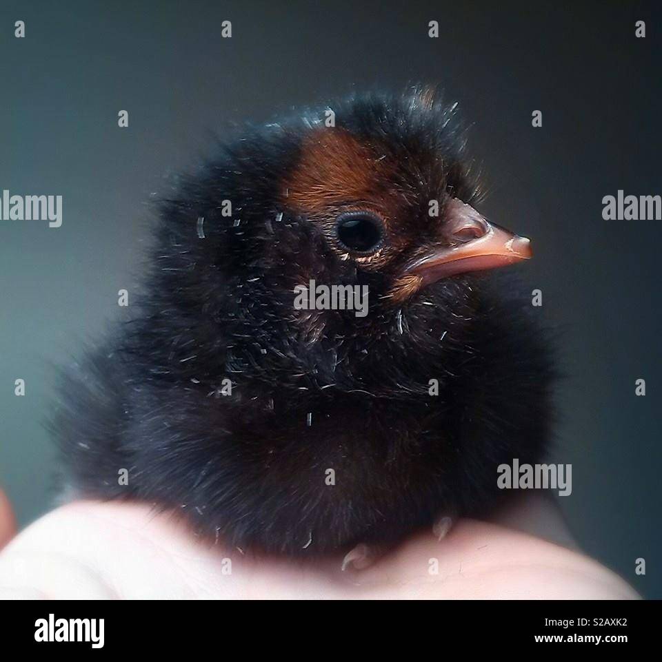 Egg tooth chick hi-res stock photography and images - Alamy