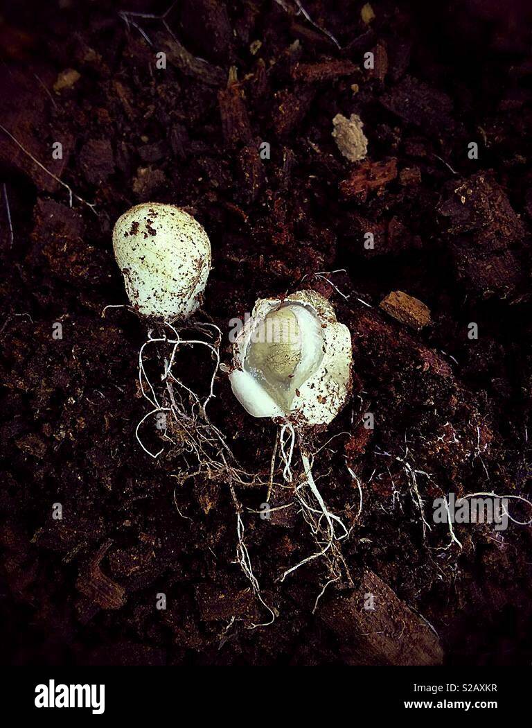 Mycelial hi-res stock photography and images - Alamy