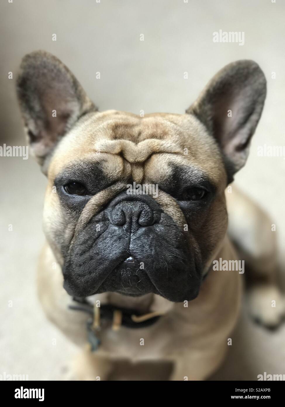 Frenchie hi-res stock photography and images - Alamy