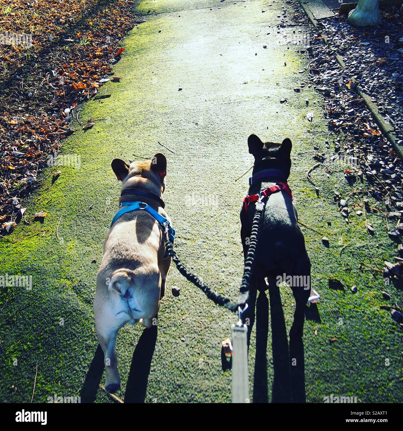 Walk walkies hi-res stock photography and images - Alamy