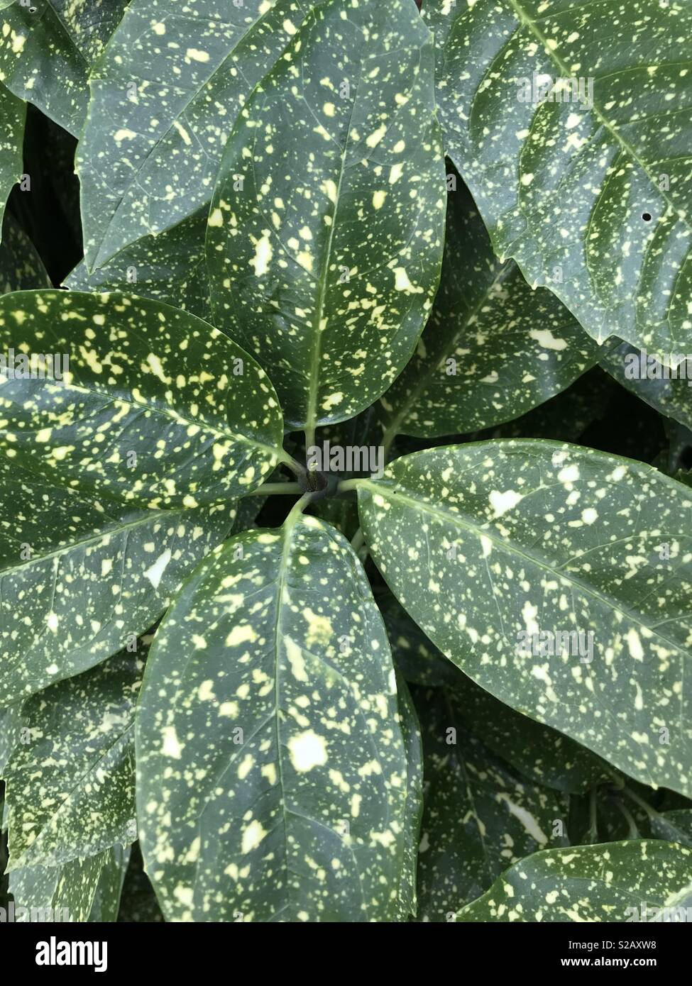 Variegated leaves hi-res stock photography and images - Alamy