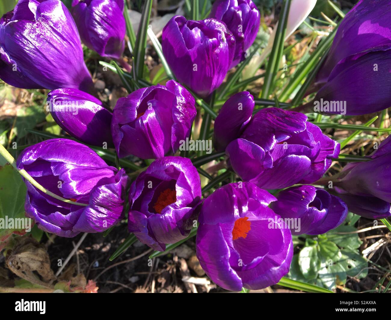 Purple crocuses hi-res stock photography and images - Alamy