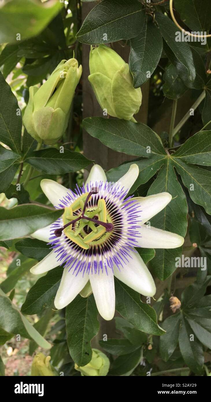 Passion flower in bloom Stock Photo - Alamy
