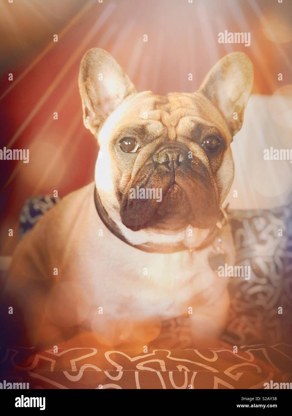 Frenchie hi-res stock photography and images - Alamy