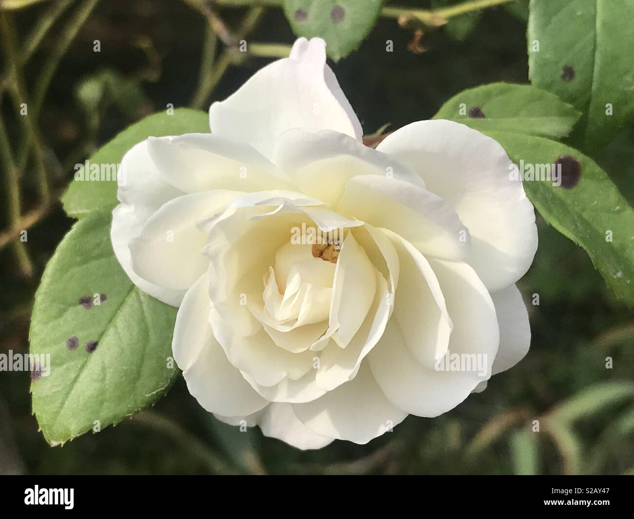 September rose hi-res stock photography and images - Alamy