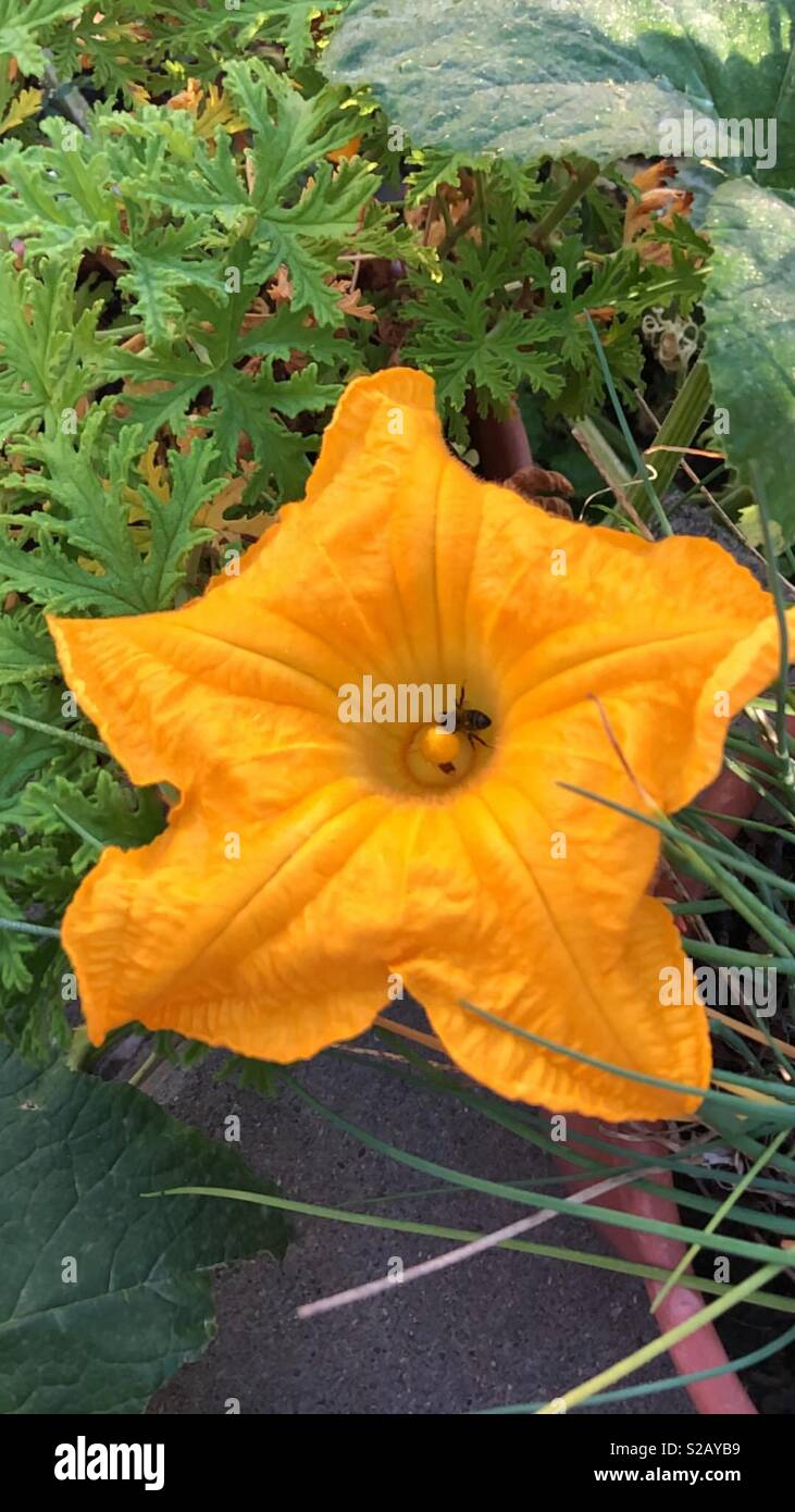 Honey Bee Pollination of Pumpkin Flower Stock Photo - Alamy