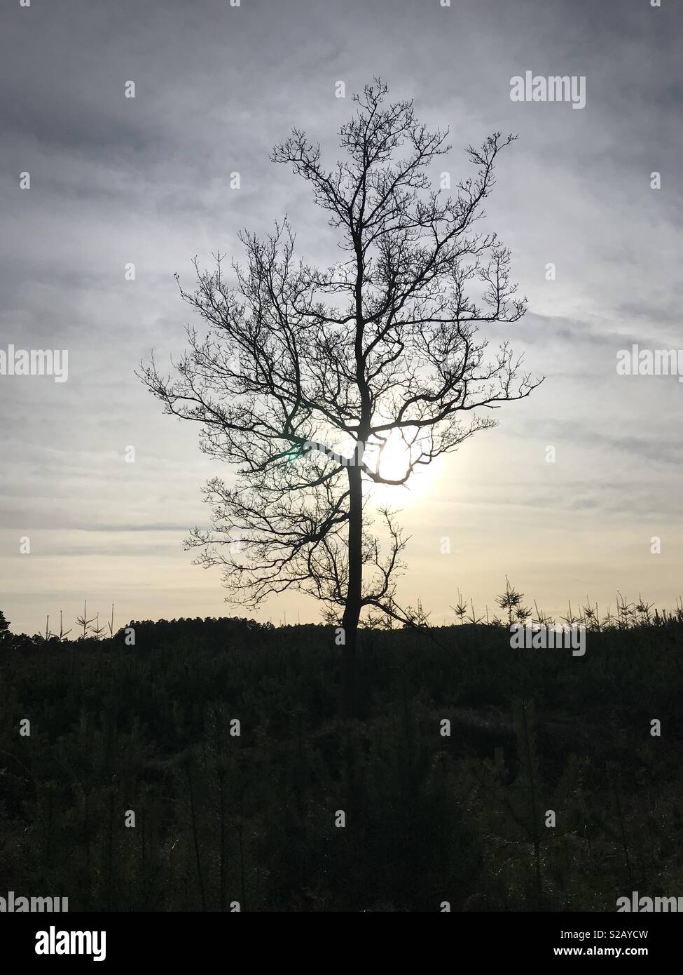 Spindly Tree High Resolution Stock Photography and Images - Alamy