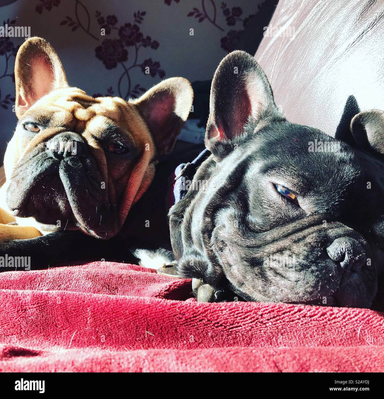 Buddies hi-res stock photography and images - Alamy