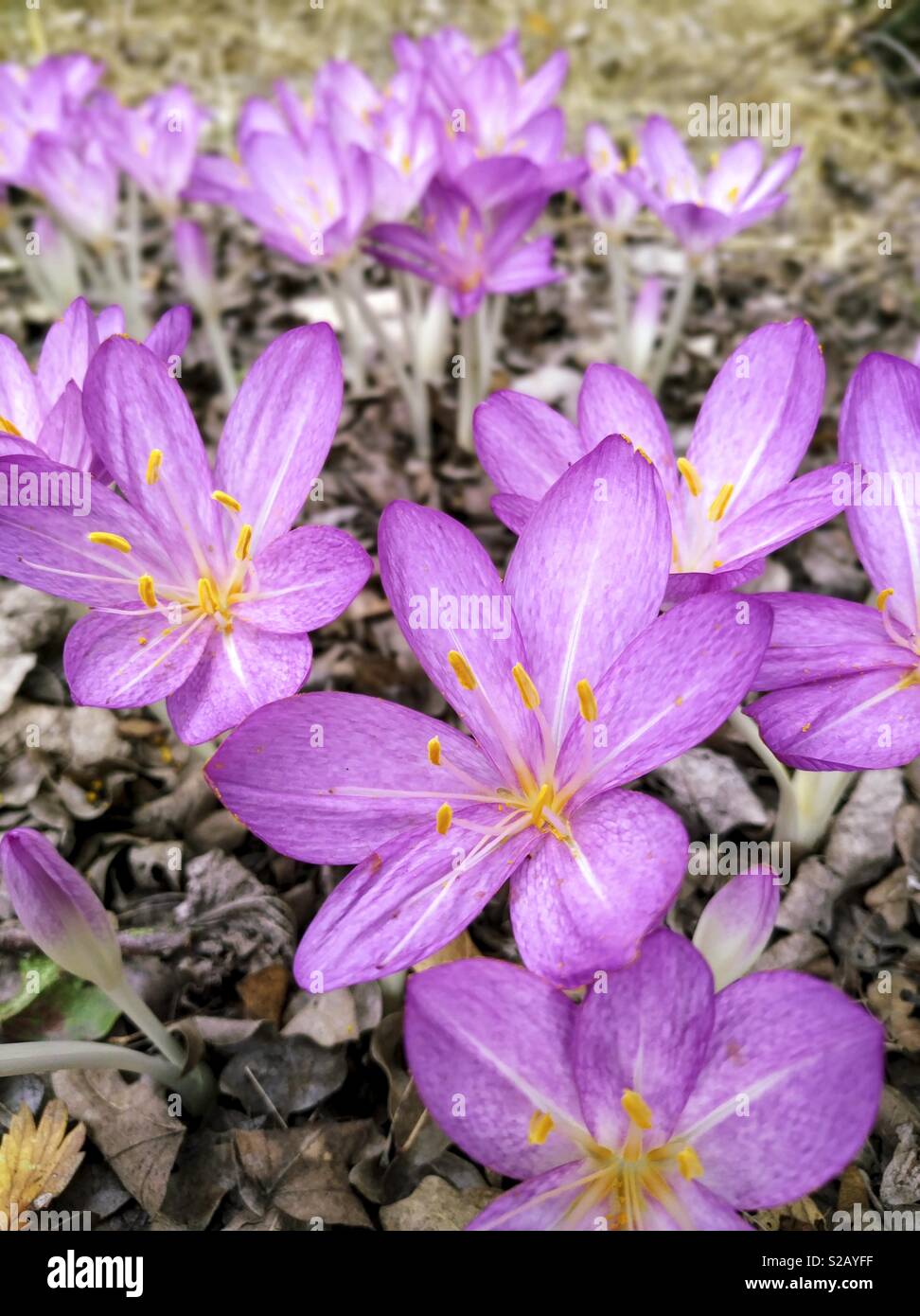 Purple colchicum hi-res stock photography and images - Alamy