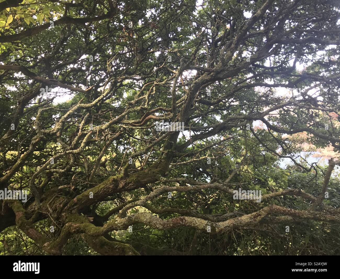 Windy branches hi-res stock photography and images - Alamy