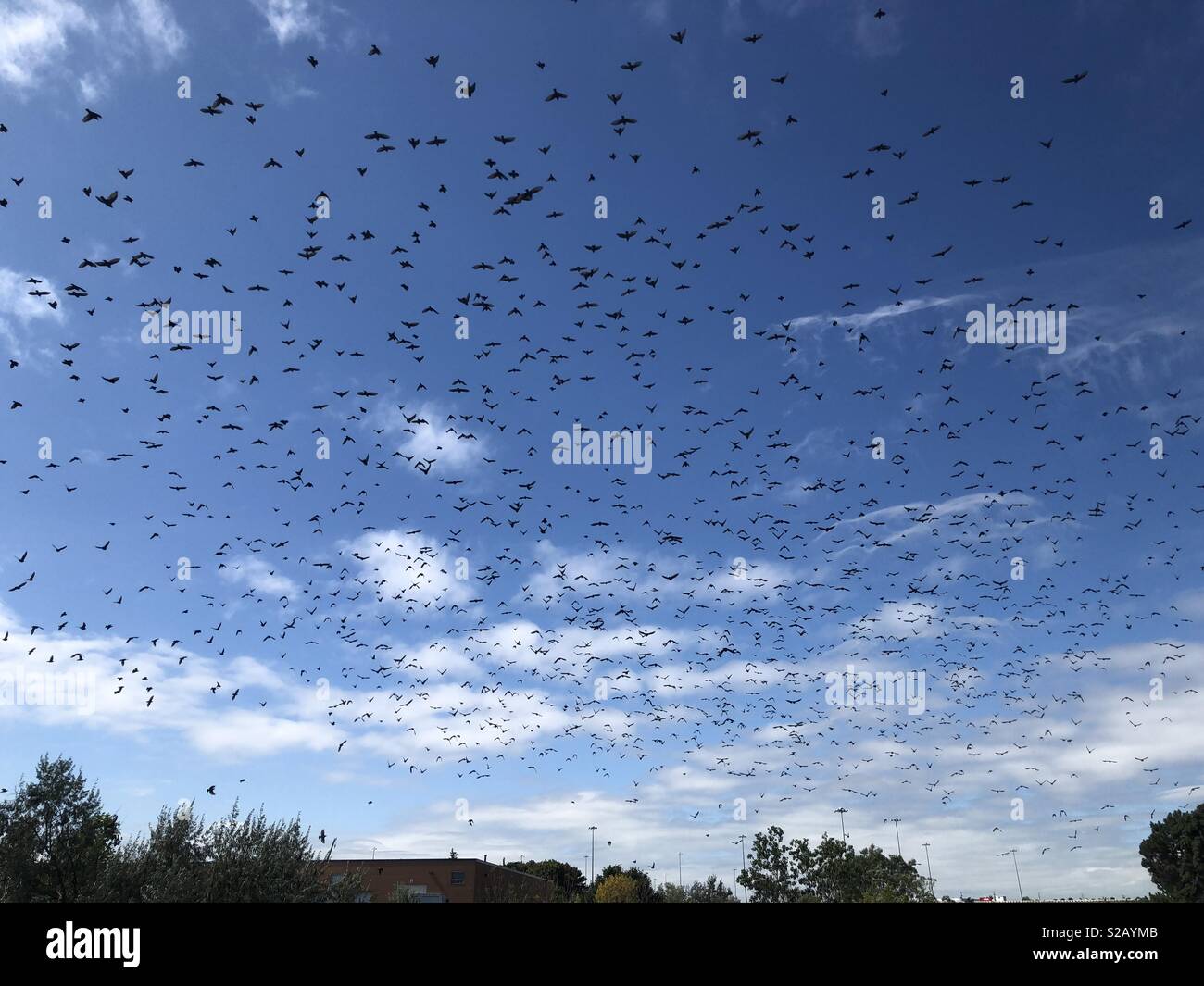 Birds over the sky hi-res stock photography and images - Alamy