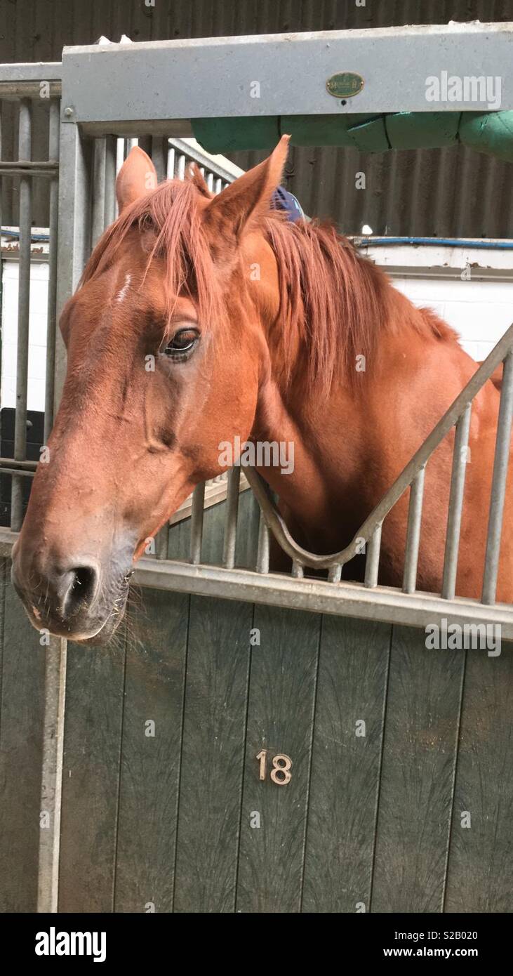 Stable life hi-res stock photography and images - Alamy