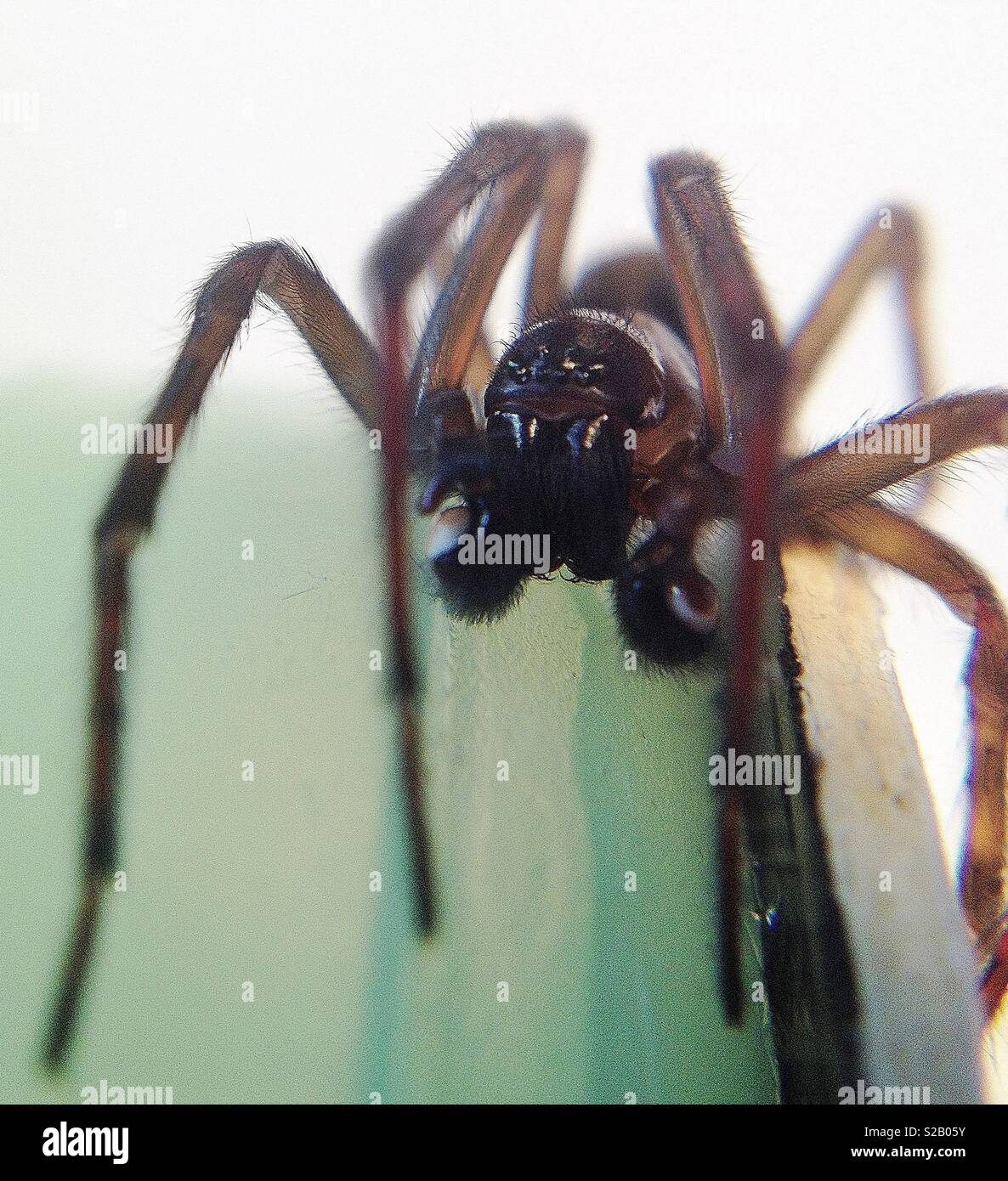 Black lace weaver hi-res stock photography and images - Alamy