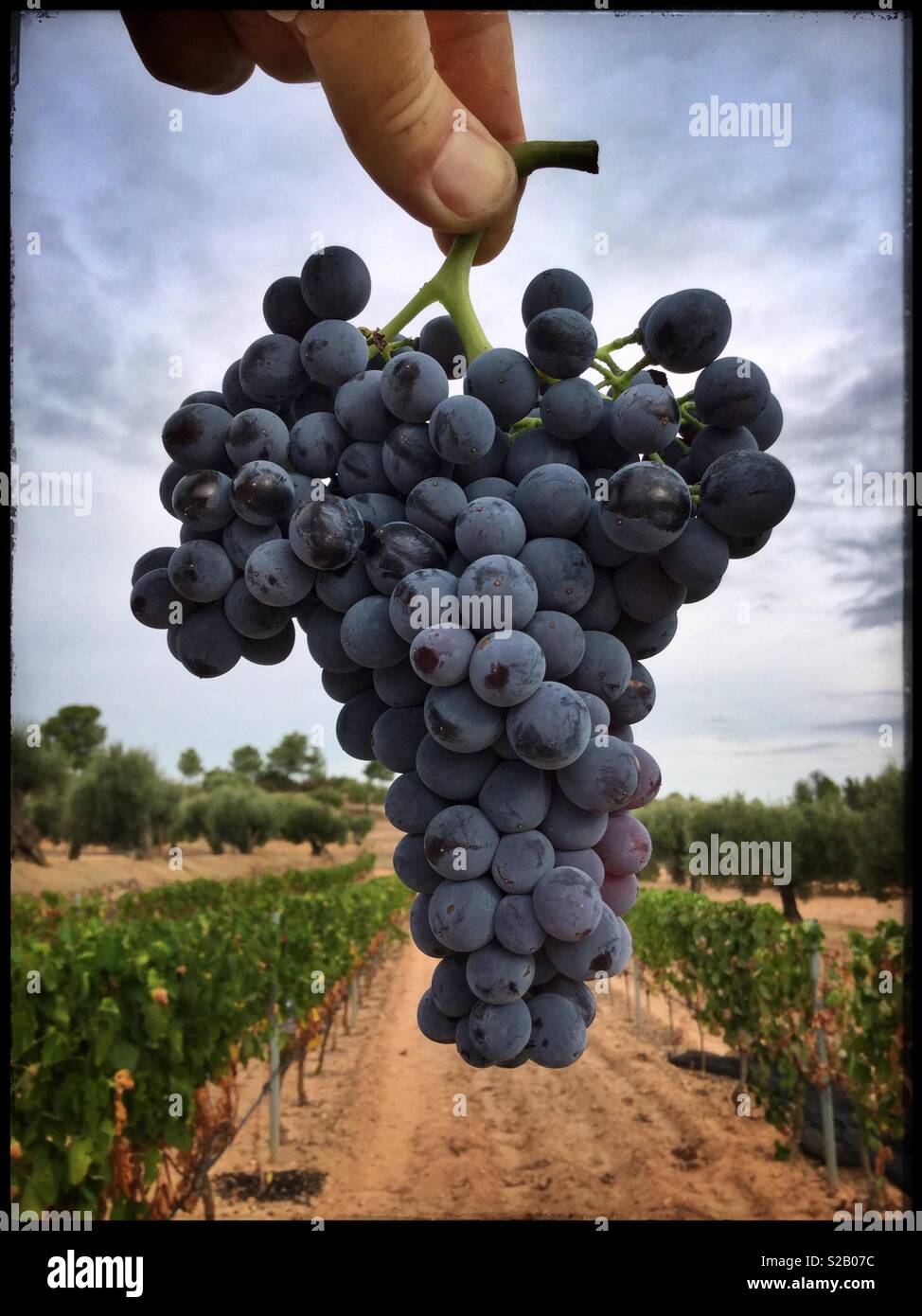 Garnacha grapes hi-res stock photography and images - Alamy