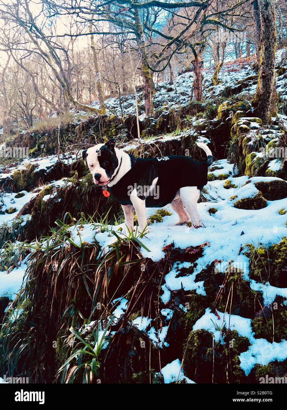 American bully snow hi-res stock photography and images - Alamy