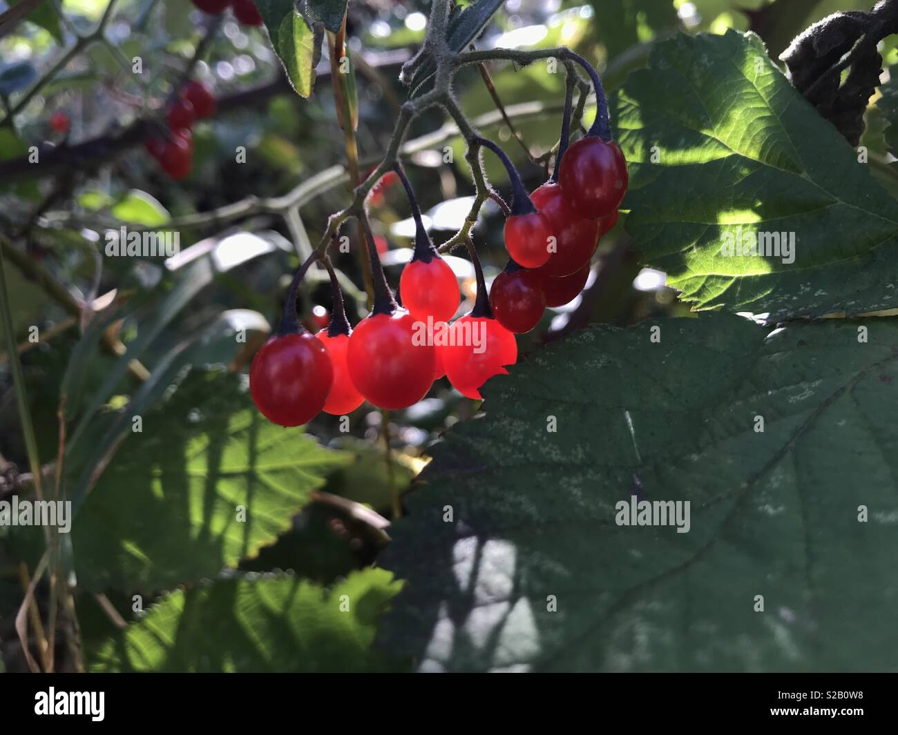 Wild berrys hi-res stock photography and images - Alamy