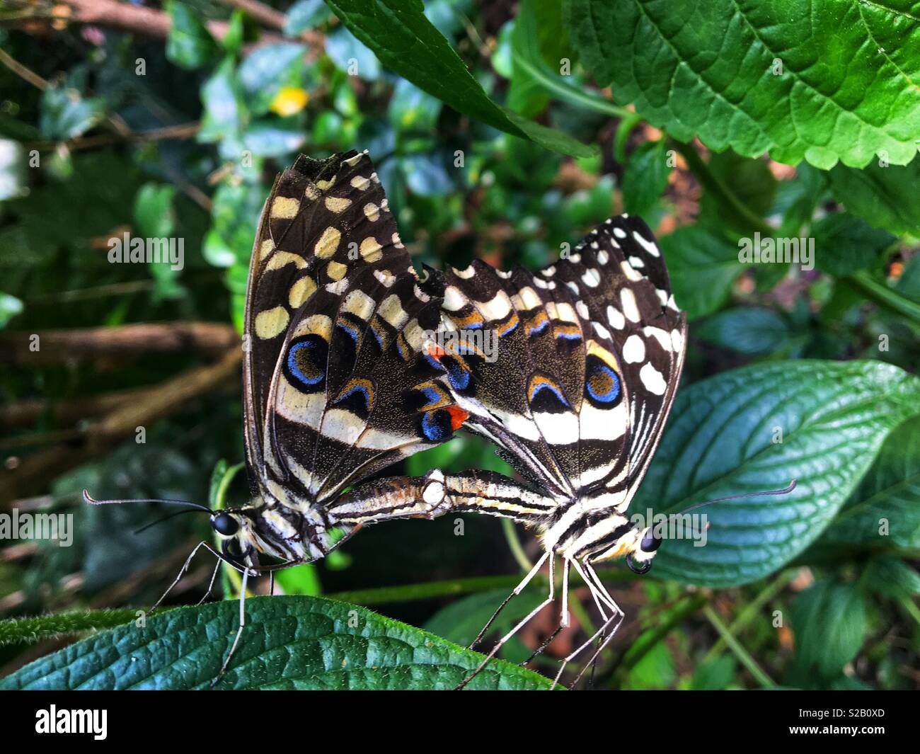 Butterflies body hi-res stock photography and images - Alamy