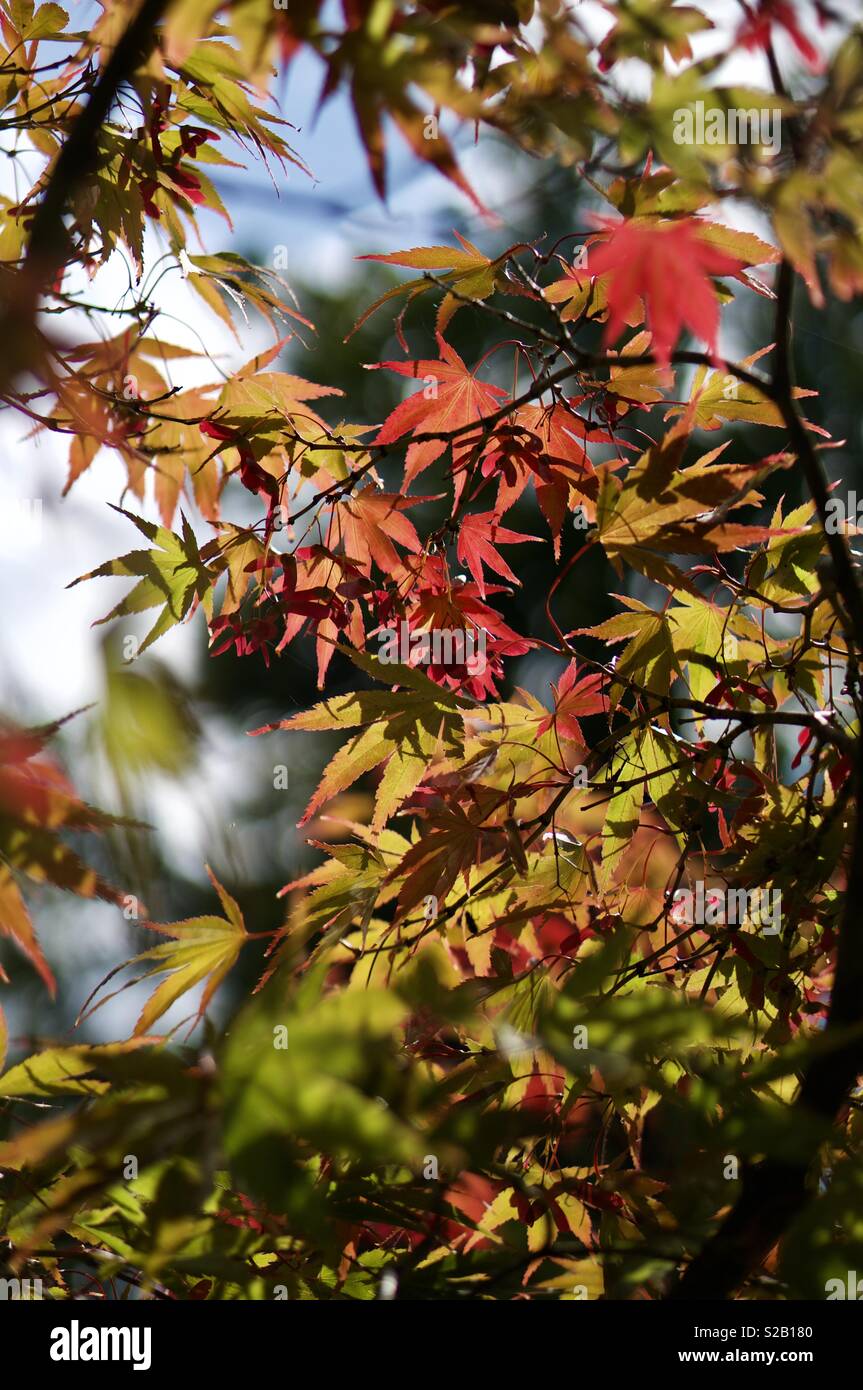 Autumn leaves changing colour Stock Photo - Alamy