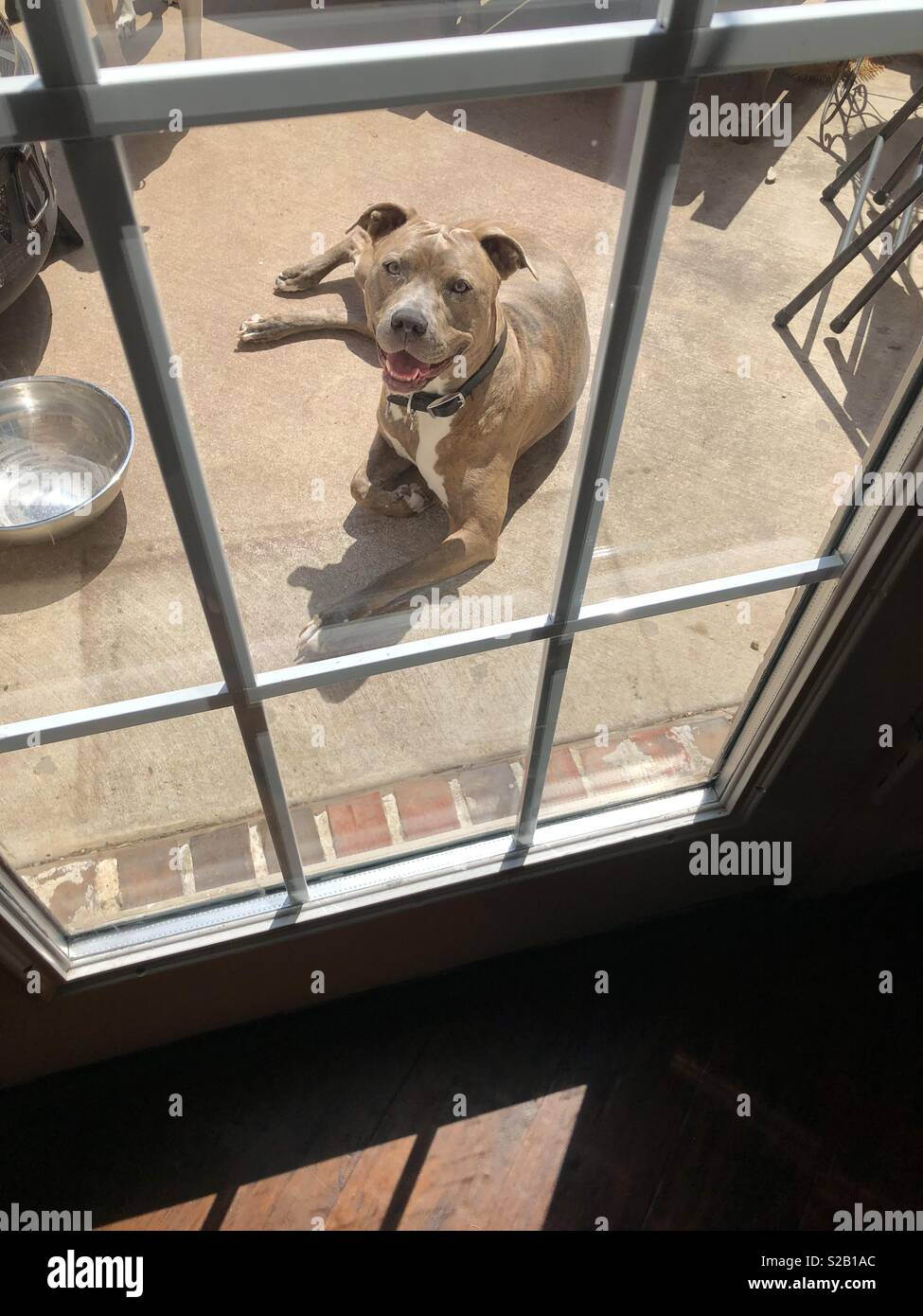 Dog pit bull bathing in the sun Stock Photo - Alamy