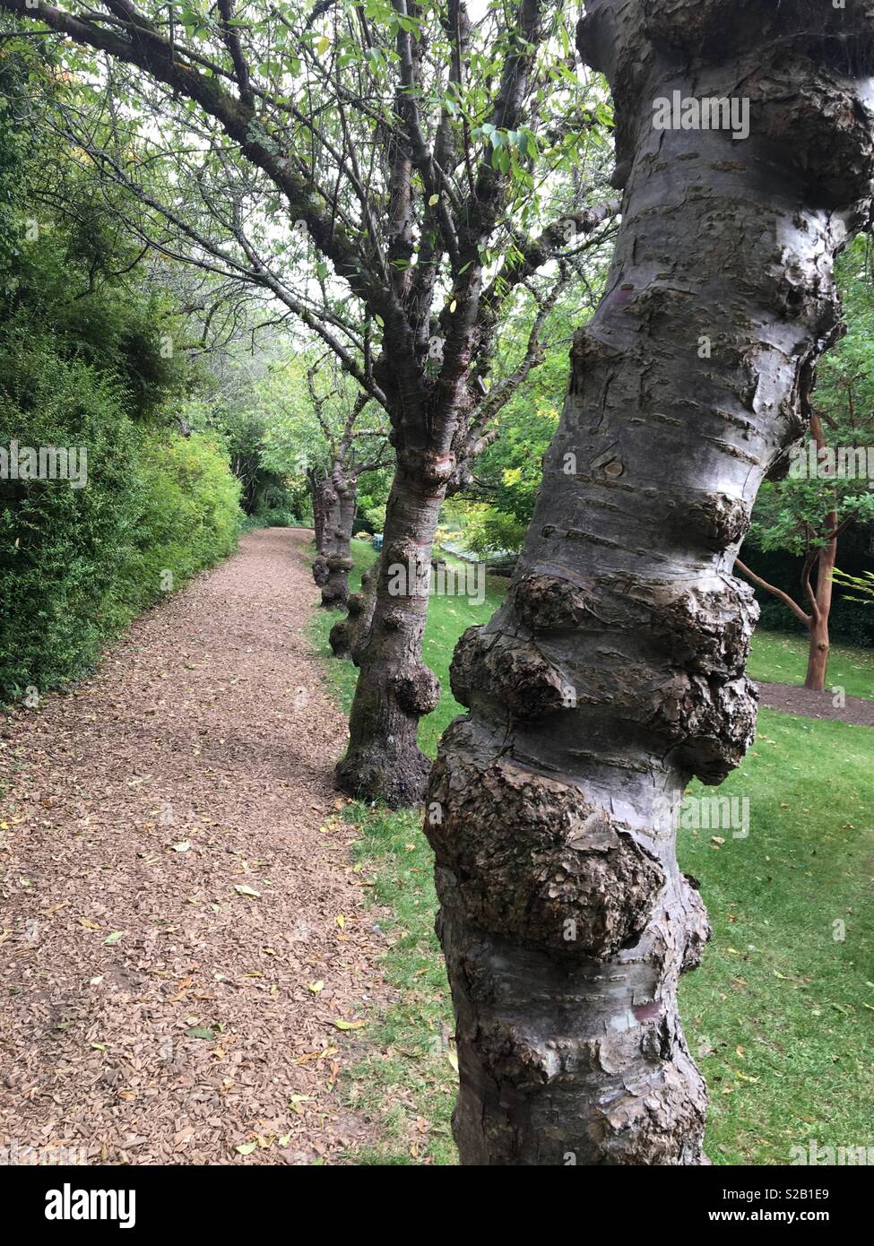 Knobby Tree High Resolution Stock Photography and Images - Alamy