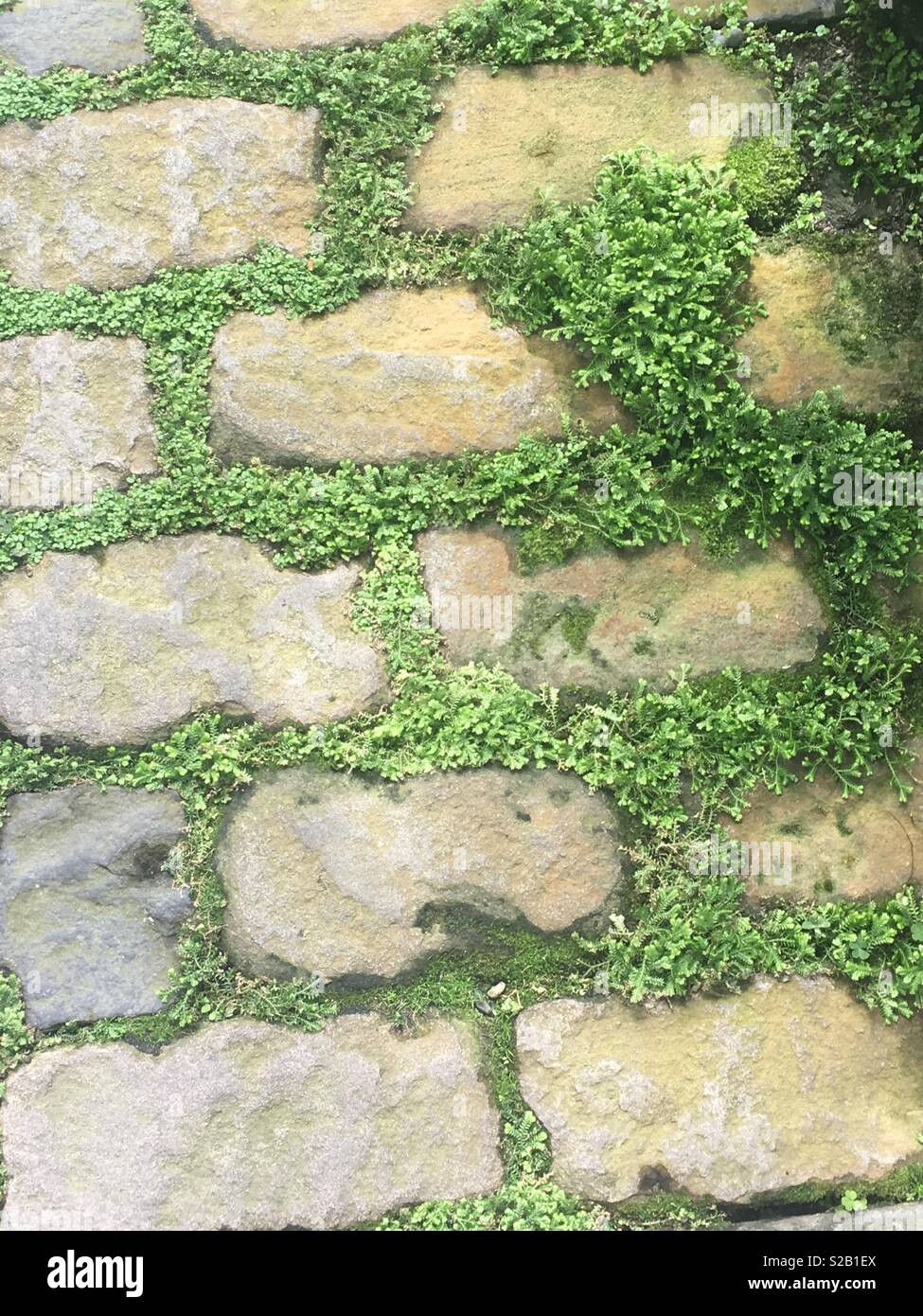 Mossy path to adventure Stock Photo - Alamy
