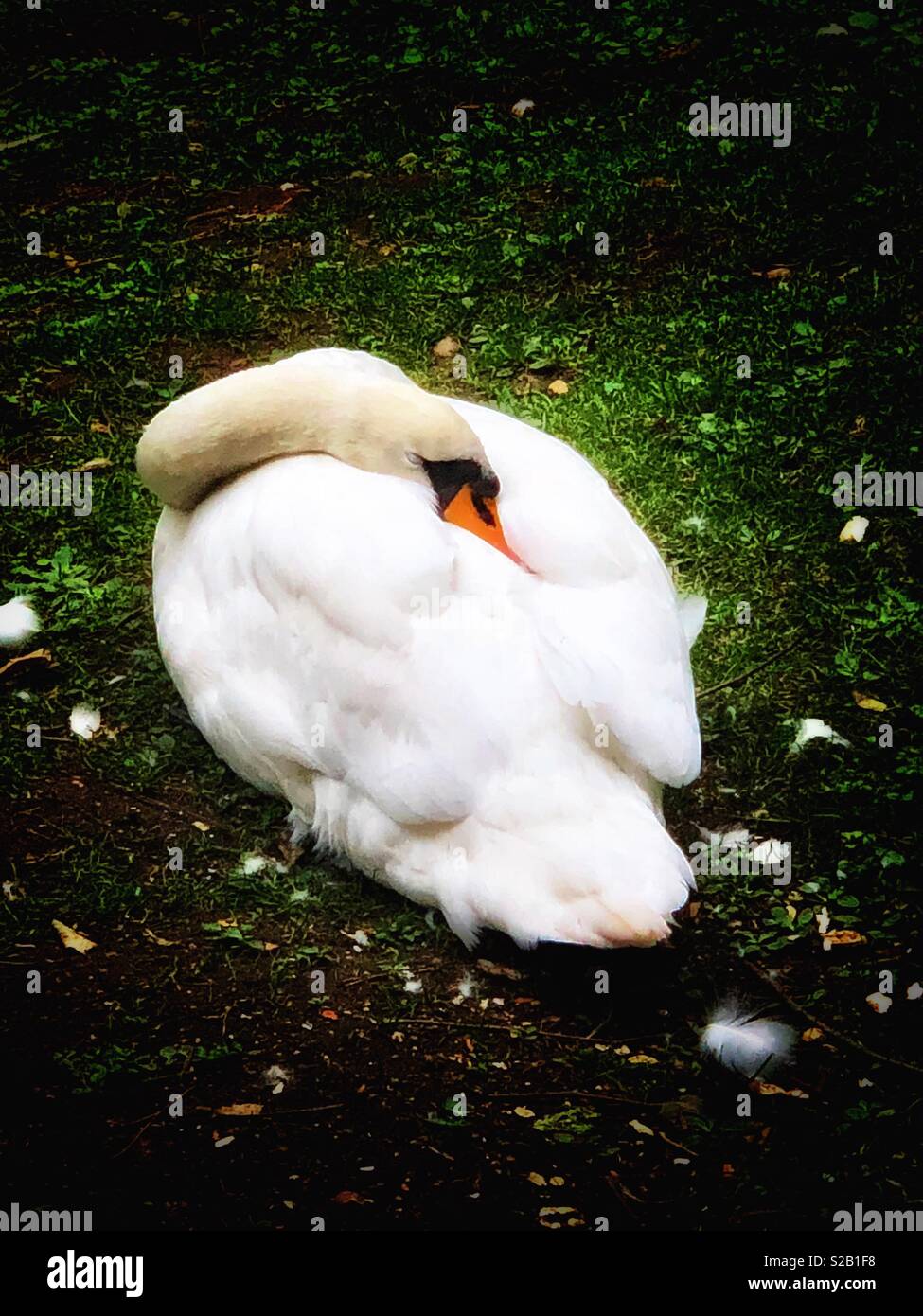 Sleeping Swan High Resolution Stock Photography and Images - Alamy