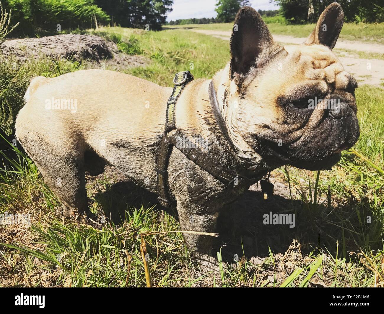 Muddy dog hi-res stock photography and images - Alamy