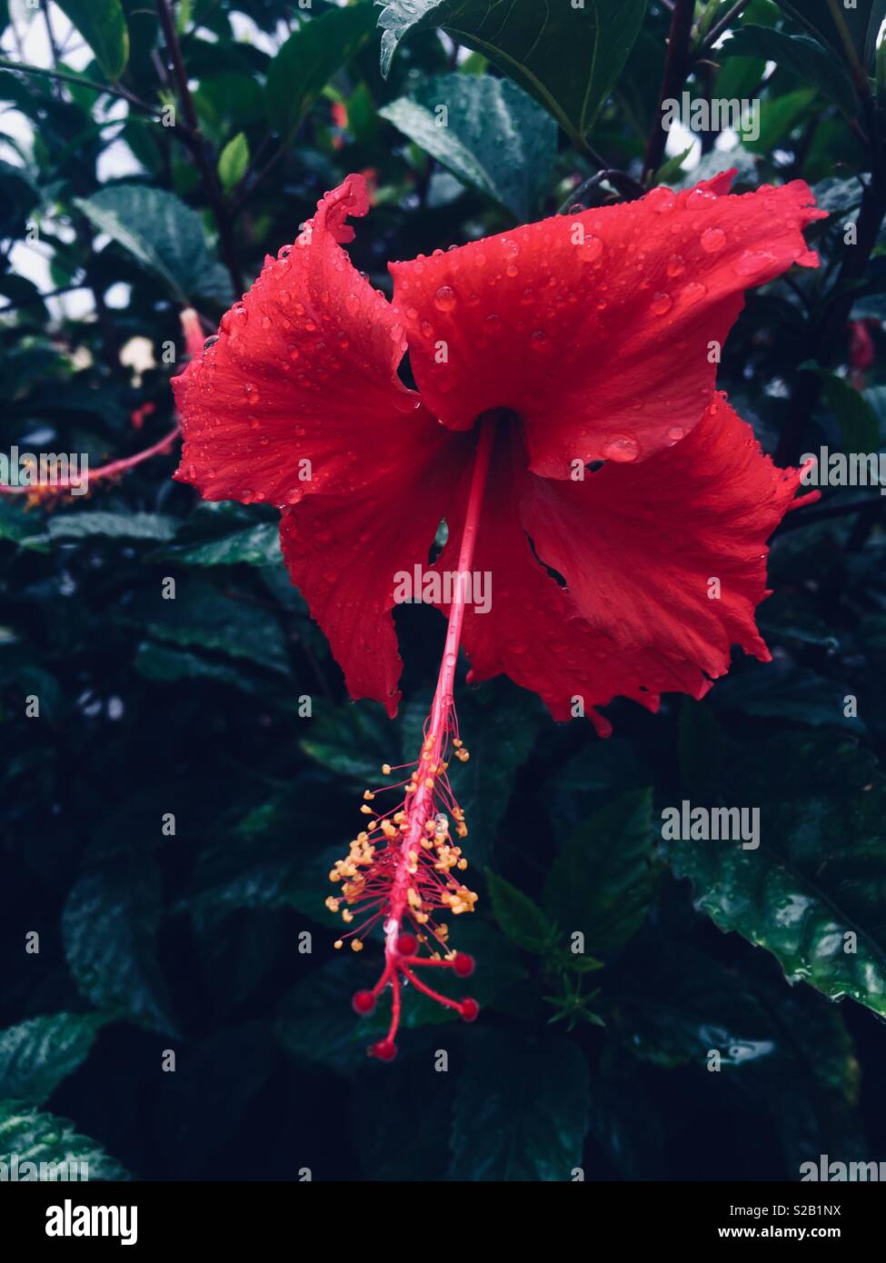 Brazilian red hi-res stock photography and images - Alamy