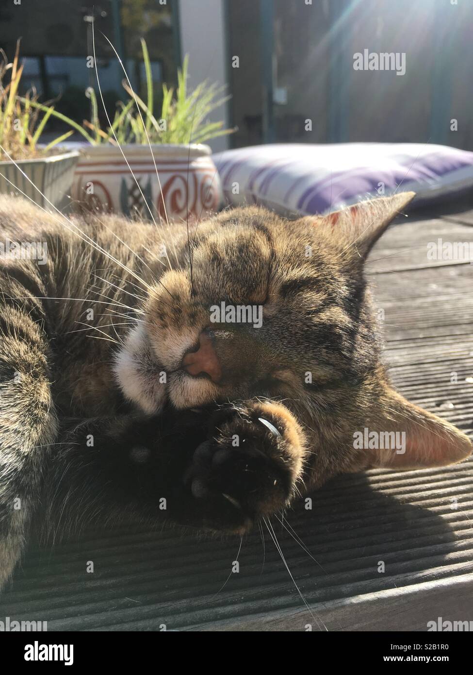 Tired house cat hi-res stock photography and images - Alamy