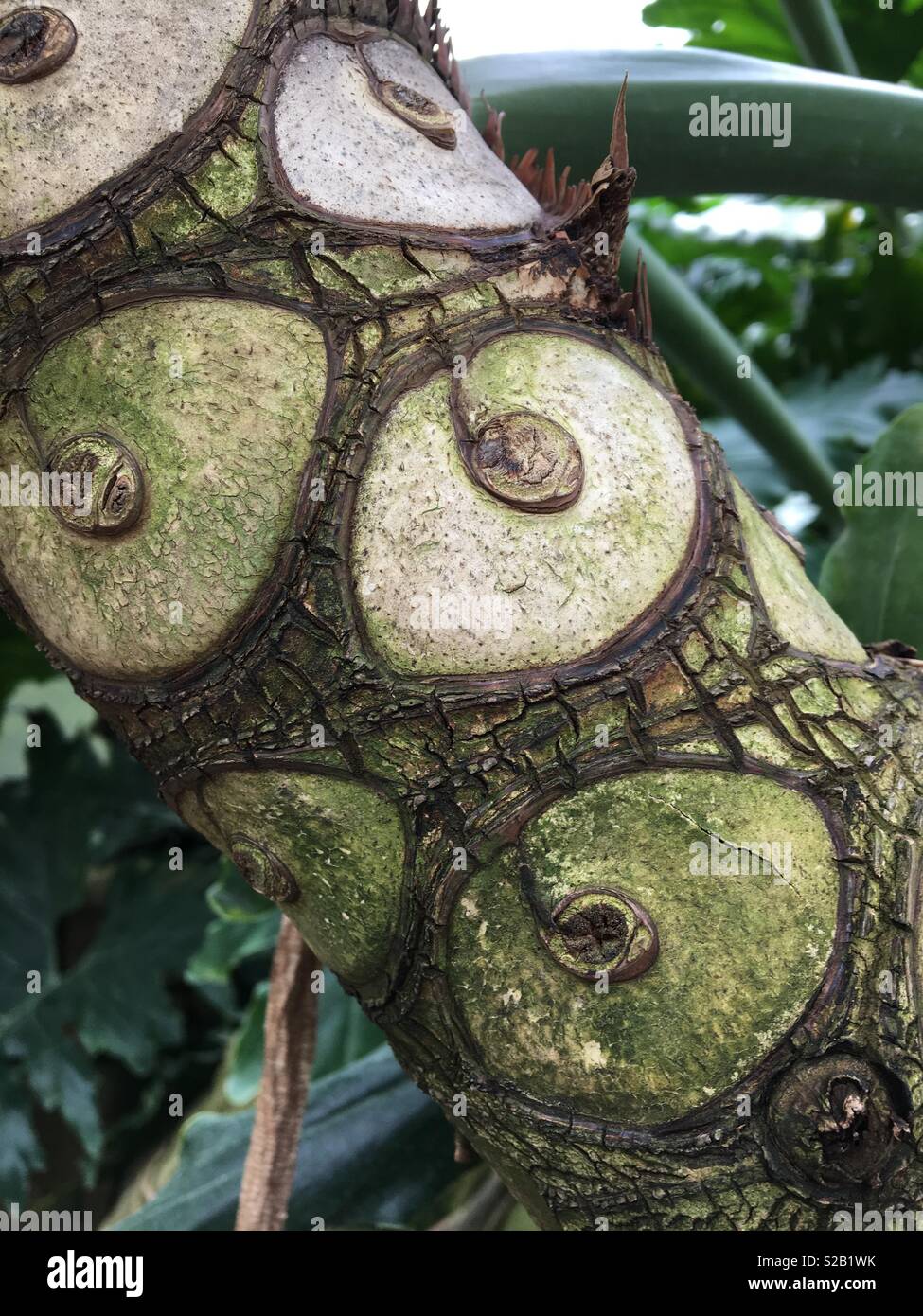 Unusual tree bark Stock Photo - Alamy